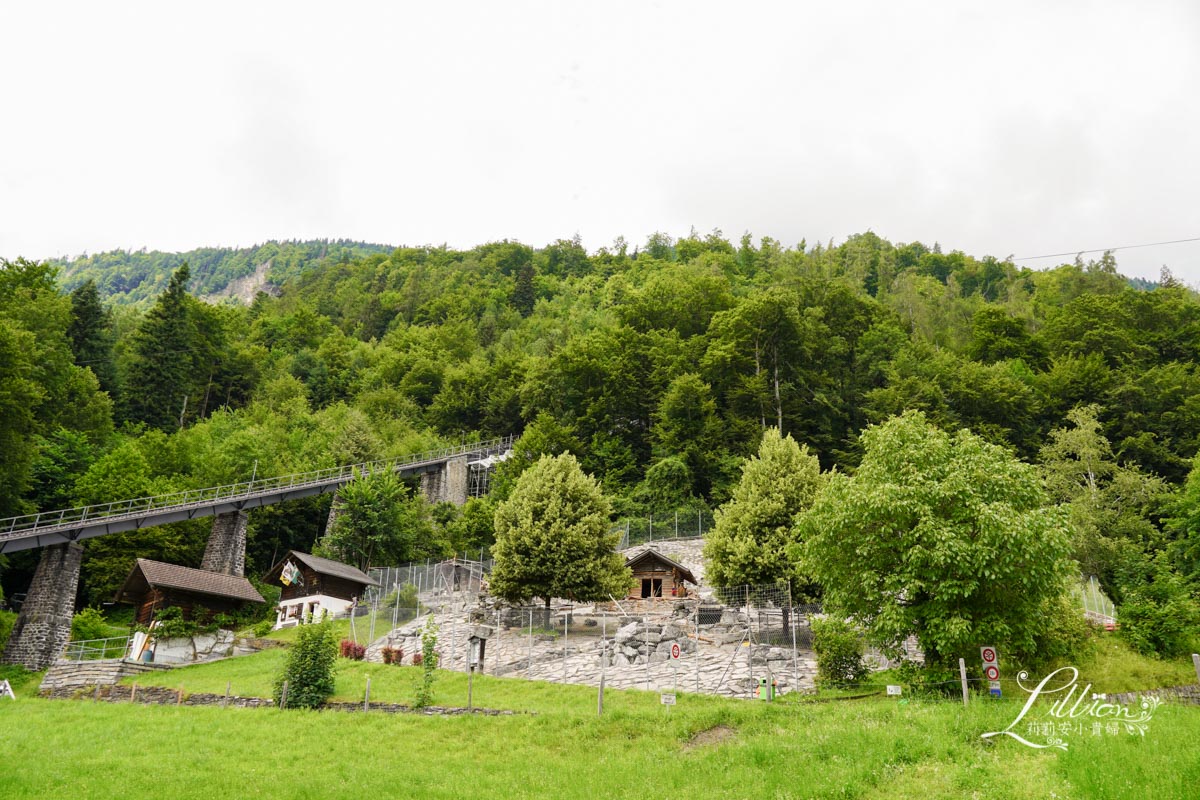 2026瑞士因特拉根景點推薦：瑞士阿爾卑斯野生動物公園：免費看羱羊、土撥鼠，瑞士自由行充滿更多驚喜！